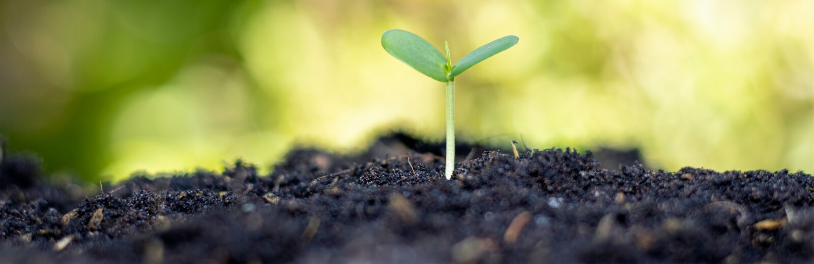 New South Wales and Sheba Partner in Healthcare Innovation